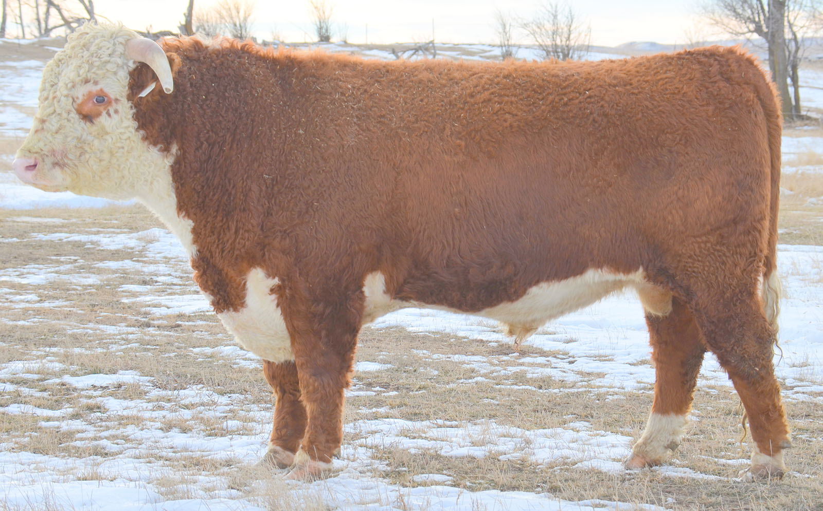 Herd Sires – Stuber Ranch