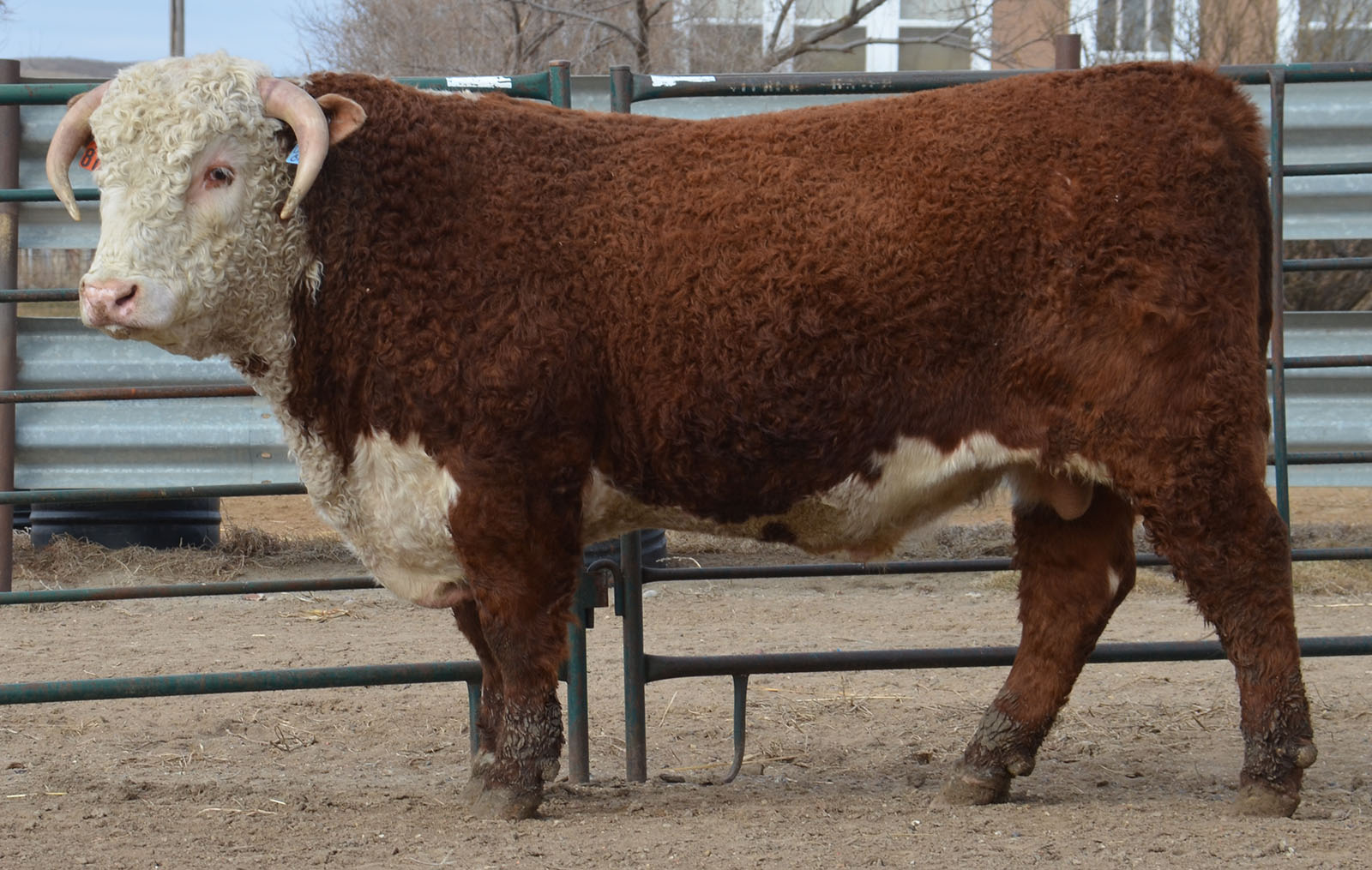 Our New Crew – Stuber Ranch