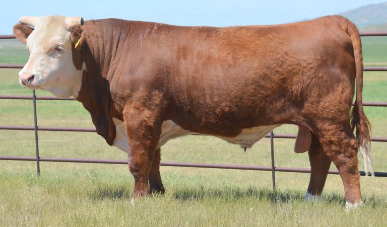 Herd Sires – Stuber Ranch