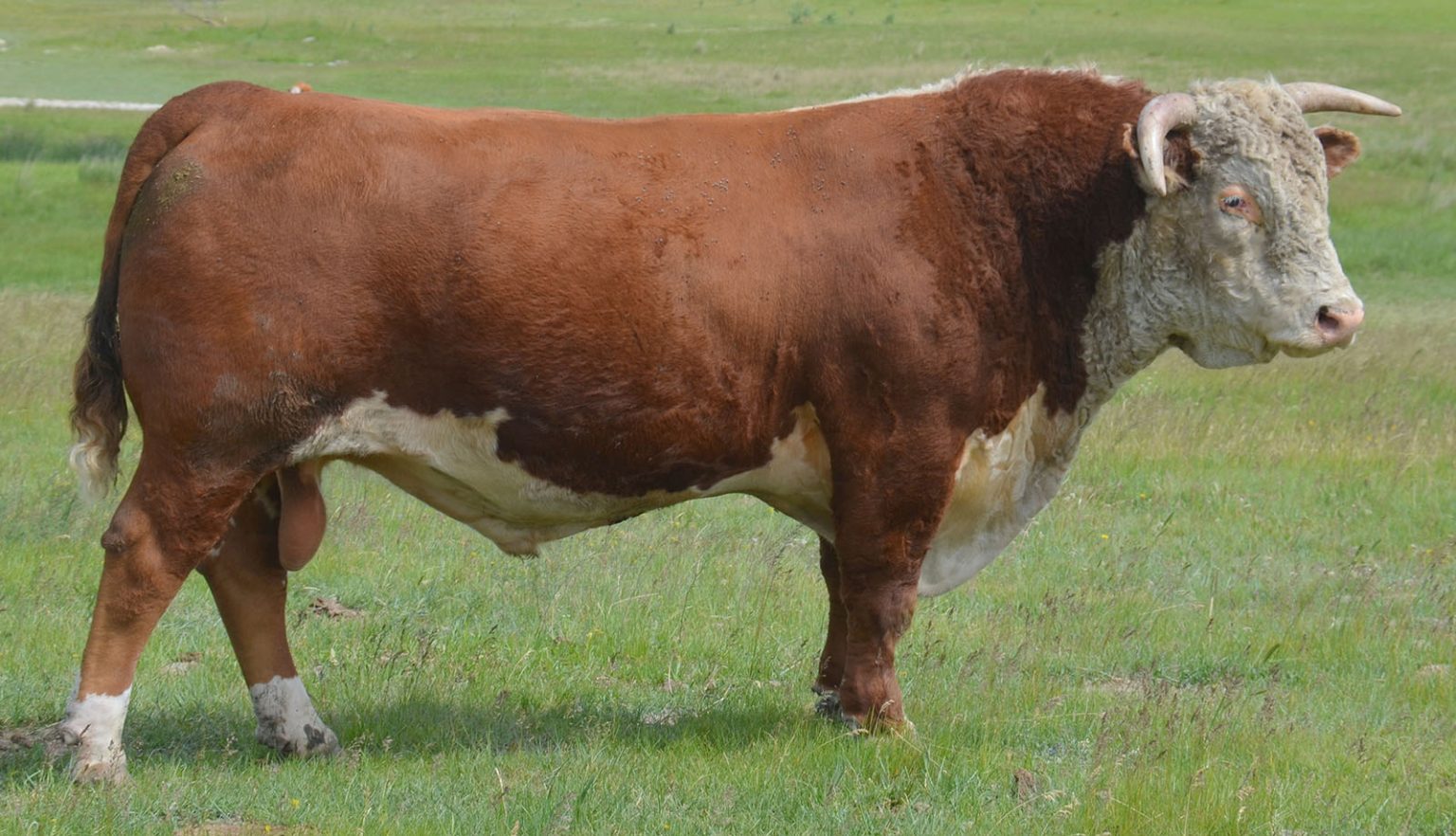 Herd Sires – Stuber Ranch
