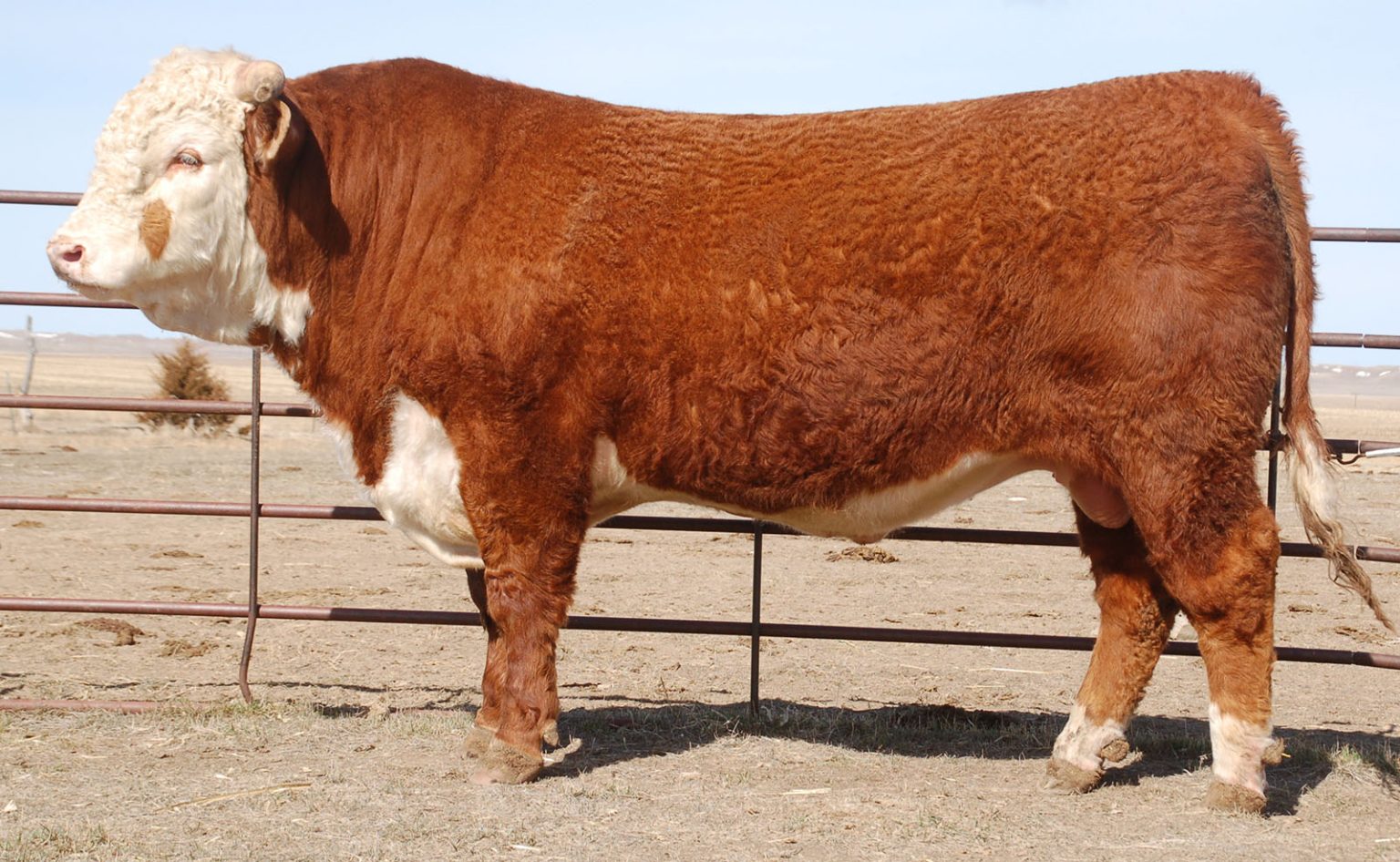 Herd Sires – Stuber Ranch