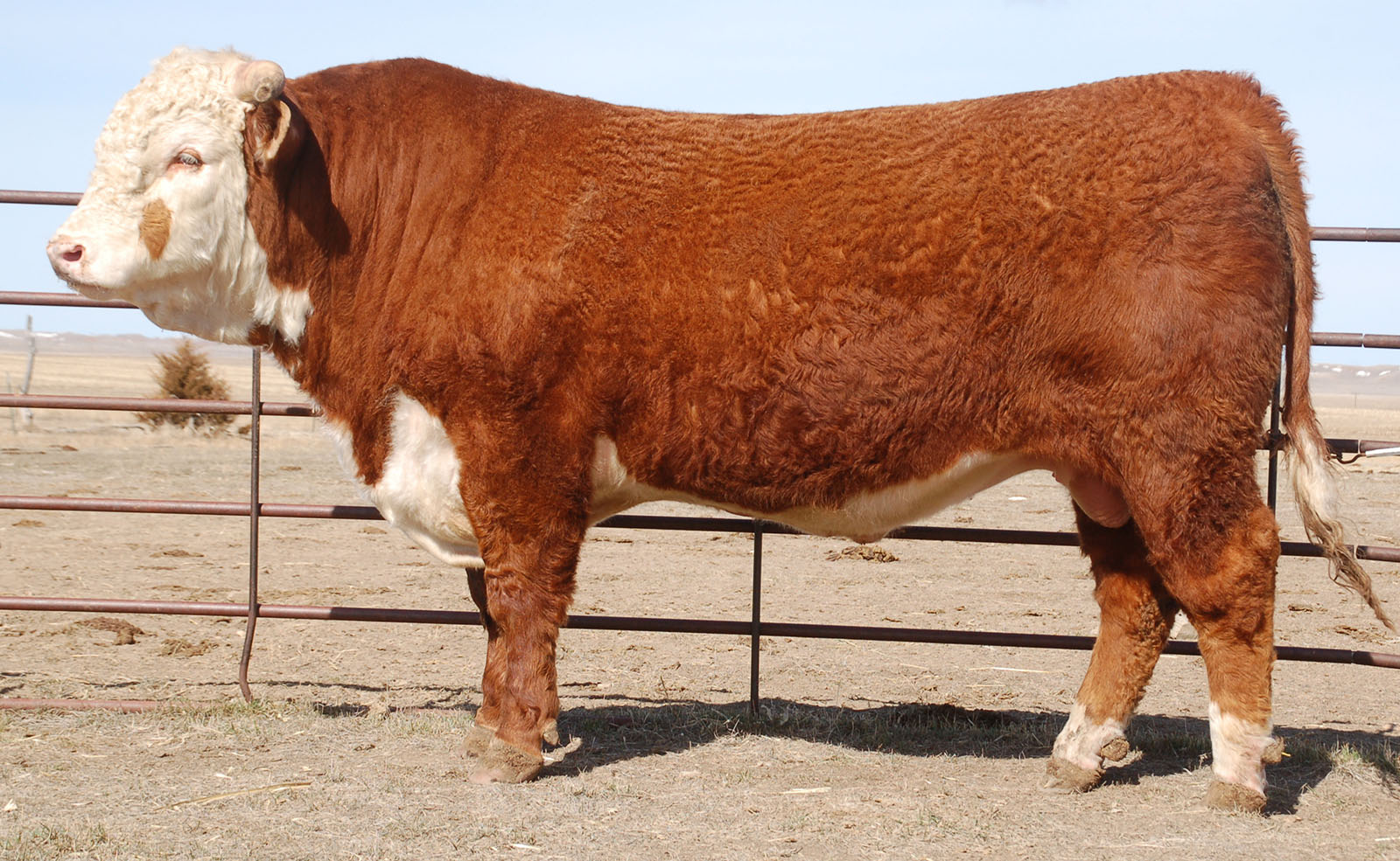 Herd Sires – Stuber Ranch