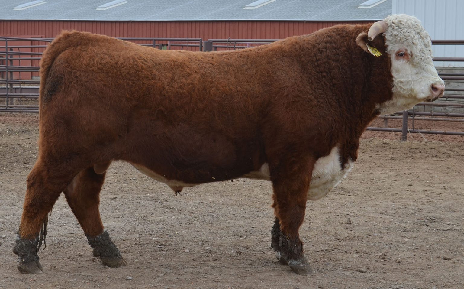 Our New Crew – Stuber Ranch