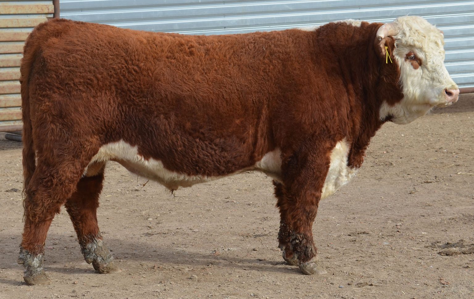 Our New Crew – Stuber Ranch