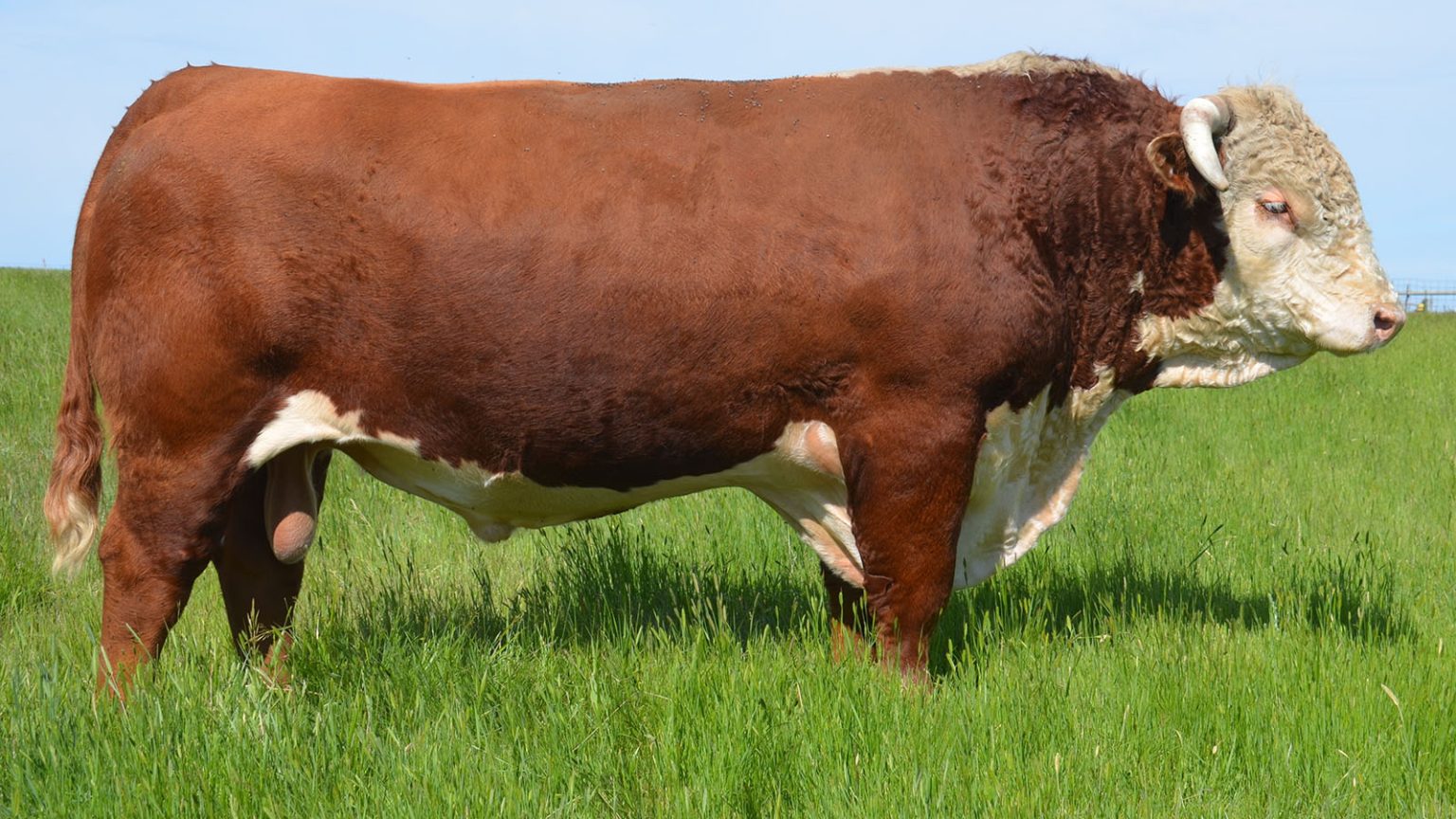 Herd Sires – Stuber Ranch