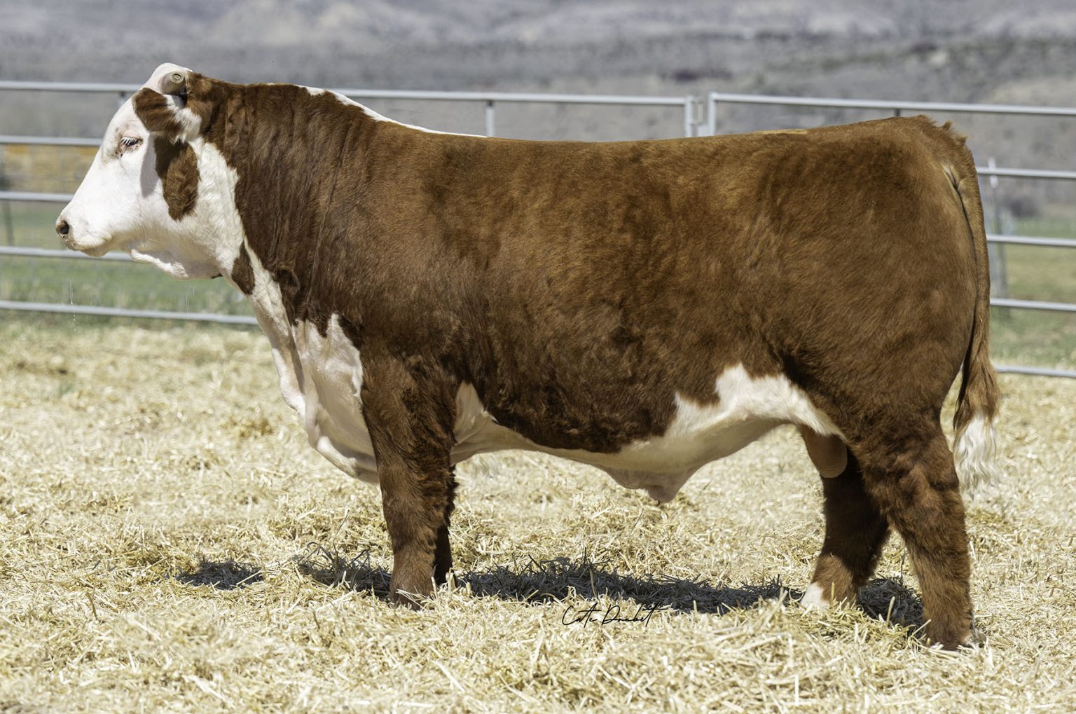 Herd Sires – Stuber Ranch