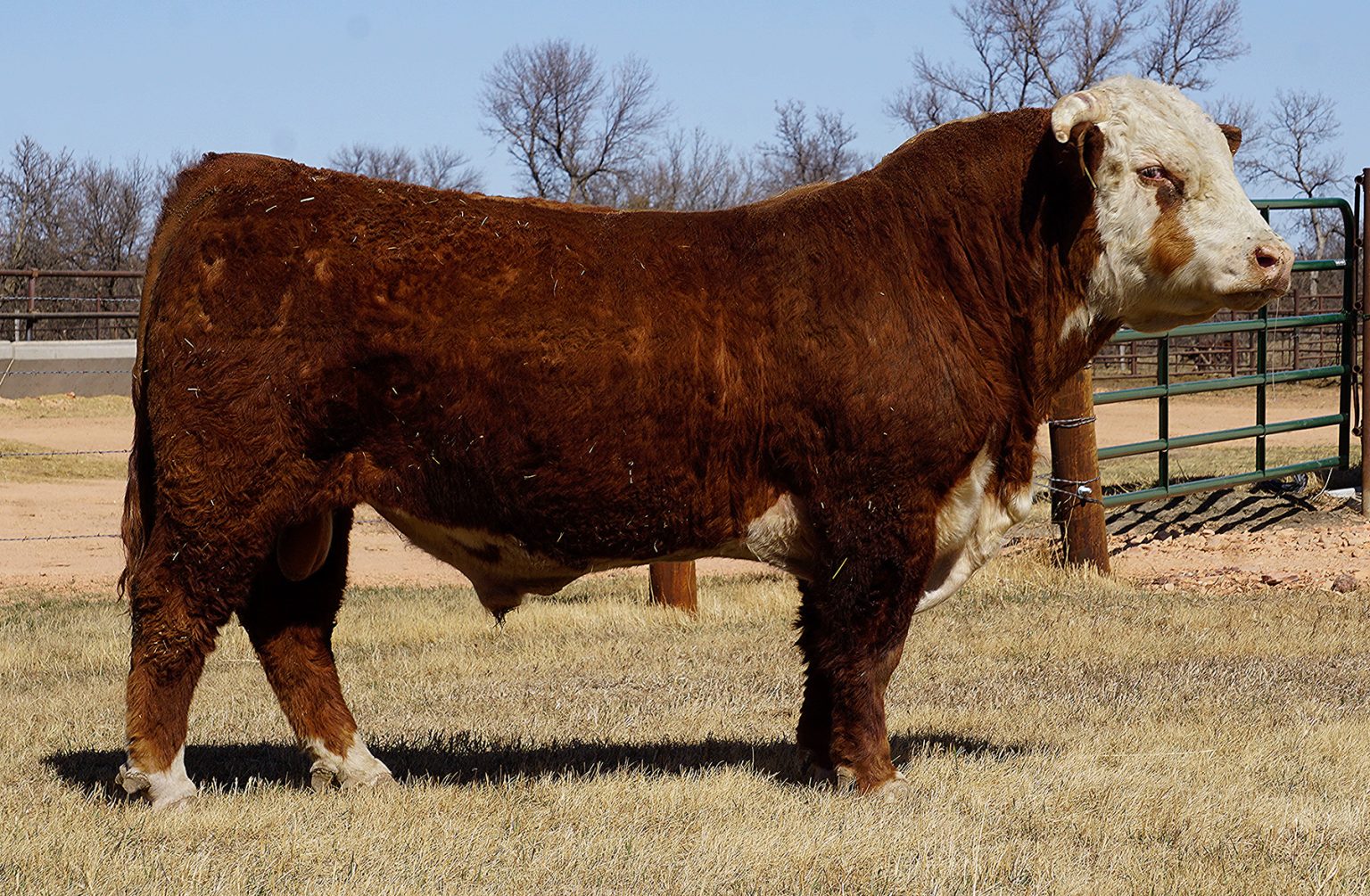 Herd Sires – Stuber Ranch