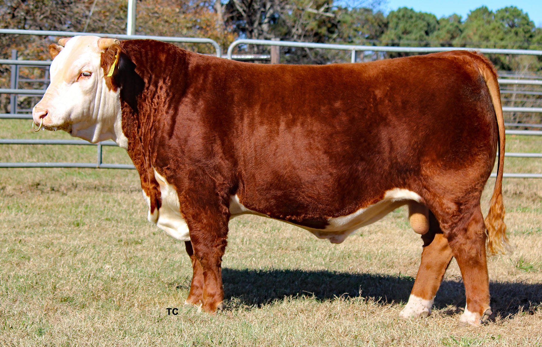 Herd Sires – Stuber Ranch